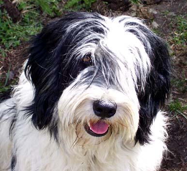 Polish Lowland Sheepdogs. PONs imported from Poland.