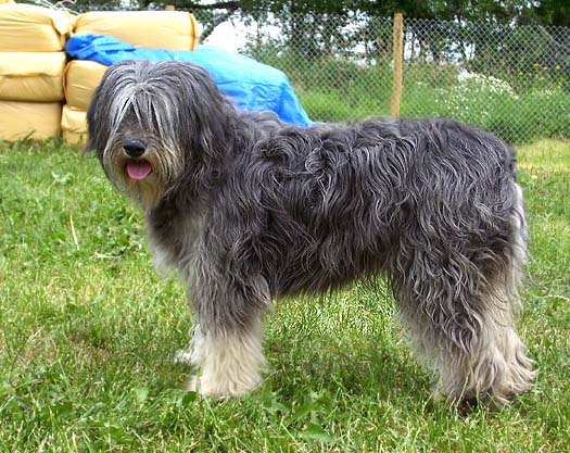 Polish Lowland Sheepdogs. PONs imported from Poland.